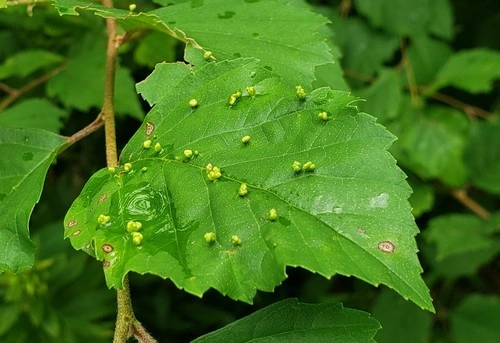 Cecidophyopsis betulae | Arachnipedia Wiki | Fandom