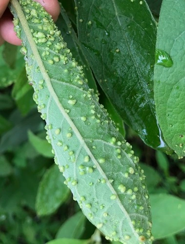 Acalitus maracai | Arachnipedia Wiki | Fandom