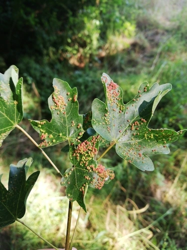 Aceria myriadeum | Arachnipedia Wiki | Fandom