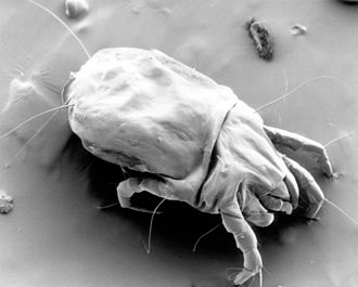 Dust Mite (Family Pyroglyphidae) | Arachnipedia Wiki | Fandom
