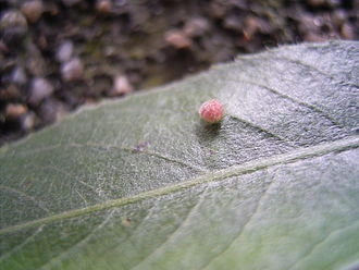 Aculus | Arachnipedia Wiki | Fandom