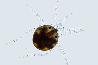 Water Mites (Genus Hydrachna) | Arachnipedia Wiki | Fandom