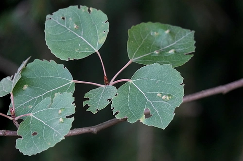 Poplar Gall Mite (Phyllocoptes populi) | Arachnipedia Wiki | Fandom