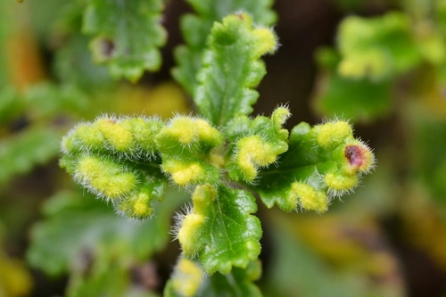 Aculus teucrii | Arachnipedia Wiki | Fandom