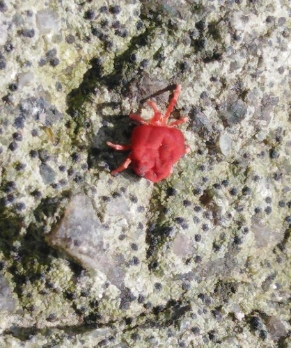 Trombidium grandissimum | Arachnipedia Wiki | Fandom