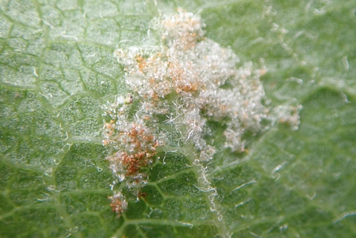 Apple Rust Mite (Aculus schlechtendali) | Arachnipedia Wiki | Fandom