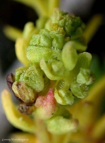 Aculus kochi | Arachnipedia Wiki | Fandom