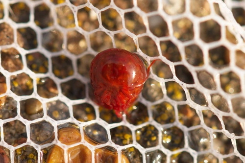 Hydrachna geographica | Arachnipedia Wiki | Fandom