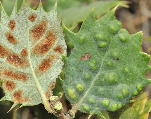 Aceria ilicis | Arachnipedia Wiki | Fandom
