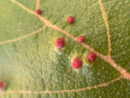 Wild-Pear Gall Mite (Aceria meconychus) | Arachnipedia Wiki | Fandom