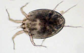 Histiostomatidae | Arachnipedia Wiki | Fandom