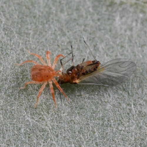 Anystis baccarum | Arachnipedia Wiki | Fandom