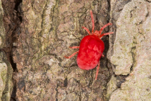 Trombidium auroraense | Arachnipedia Wiki | Fandom