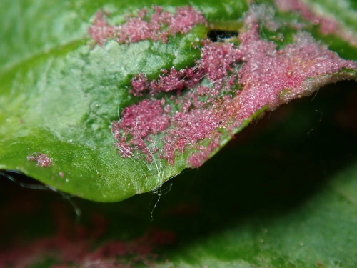 Apple Leaf Mite (Phyllocoptes malinus) | Arachnipedia Wiki | Fandom