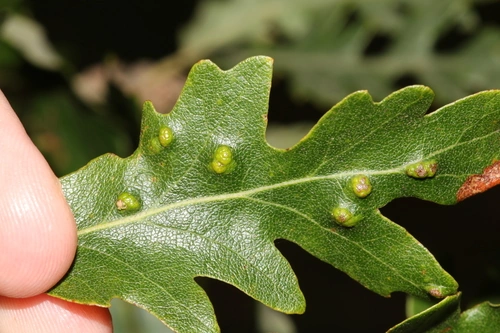 Aceria cerrea | Arachnipedia Wiki | Fandom