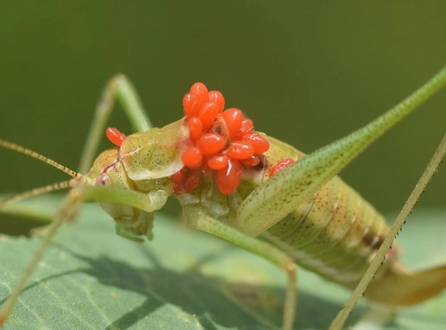 Red Grasshopper Mite (Eutrombidium trigonum) | Arachnipedia Wiki | Fandom