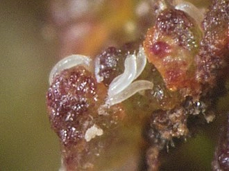 Big Bud Mite (Phytoptus avellanae) | Arachnipedia Wiki | Fandom