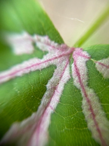 Lime Felt Gall Mite (Eriophyes leiosoma) | Arachnipedia Wiki | Fandom