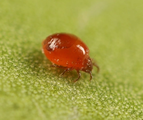 Humerobates rostrolamellatus | Arachnipedia Wiki | Fandom