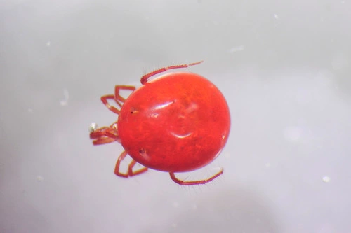 Limnesia wawaseea | Arachnipedia Wiki | Fandom