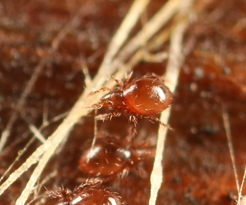 Multioppia wilsoni | Arachnipedia Wiki | Fandom