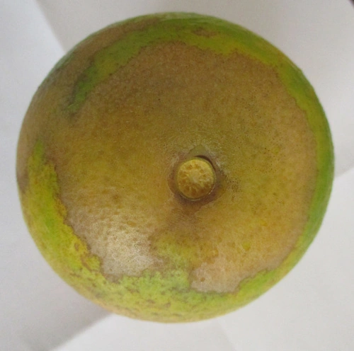 Citrus Rust Mite (Phyllocoptruta oleivora) | Arachnipedia Wiki | Fandom