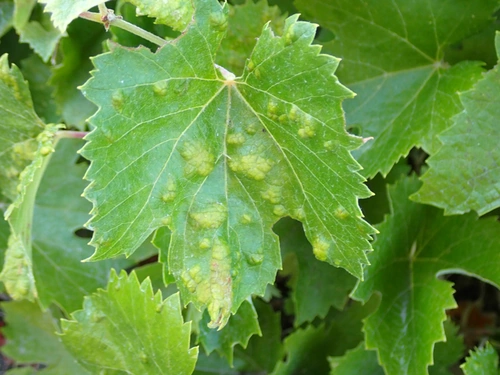 Grape Leaf Rust Mite (Calepitrimerus vitis) | Arachnipedia Wiki | Fandom