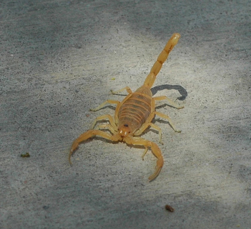 Arizona bark scorpion | Arachnipedia Wiki | Fandom