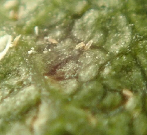 Aculus cercidis | Arachnipedia Wiki | Fandom