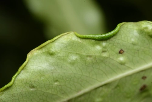 Aculops pittospori | Arachnipedia Wiki | Fandom