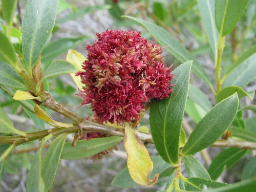 Aculops aenigma | Arachnipedia Wiki | Fandom