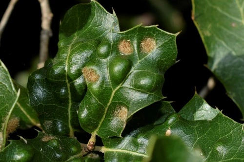 Aceria quercina | Arachnipedia Wiki | Fandom