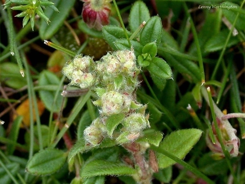 Aceria rosalia | Arachnipedia Wiki | Fandom