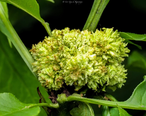 Ash Flower Gall Mite (Aceria fraxiniflora) | Arachnipedia Wiki | Fandom