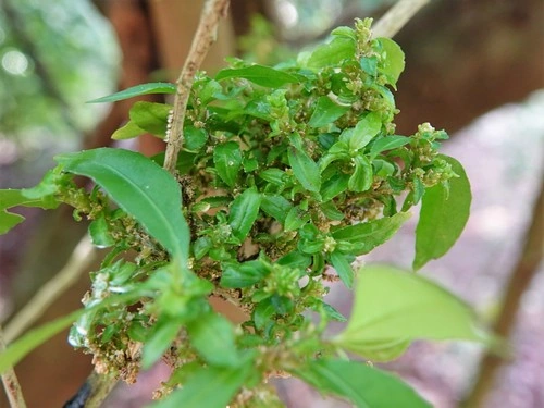 Ramaculus mahoe | Arachnipedia Wiki | Fandom