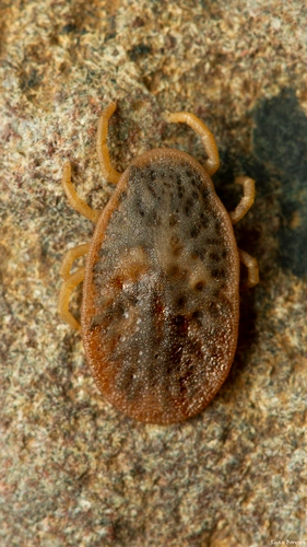 Fowl Tick (Argas persicus) | Arachnipedia Wiki | Fandom
