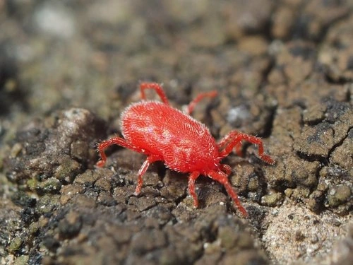 Balaustium murorum | Arachnipedia Wiki | Fandom