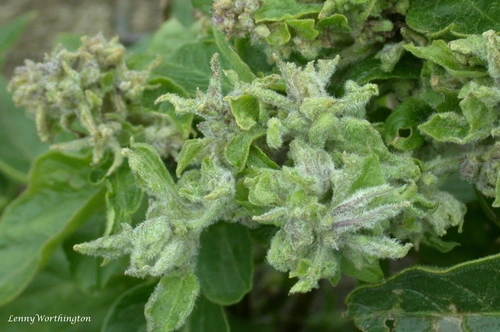 Aceria lycopersici | Arachnipedia Wiki | Fandom