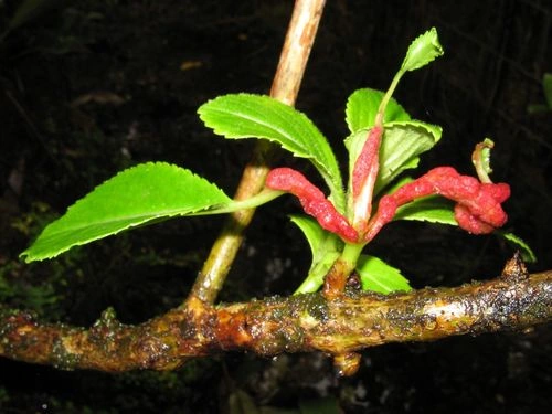 Aculus broussaisiae | Arachnipedia Wiki | Fandom