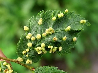 Elm Leaf Gall Mite (Aceria campestricola) | Arachnipedia Wiki | Fandom