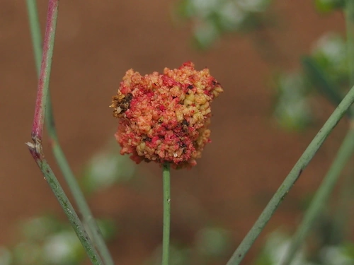 Aculops euphorbicolus | Arachnipedia Wiki | Fandom