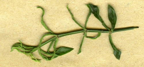 Aculus rubiae | Arachnipedia Wiki | Fandom