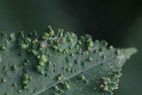 Aceria zhejiangensis | Arachnipedia Wiki | Fandom