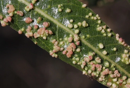 Western Red Willow Mite (Aculus laevigatae) | Arachnipedia Wiki | Fandom
