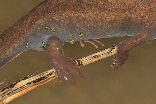 Aloisius's Water Mite (Hygrobates aloisii) | Arachnipedia Wiki | Fandom