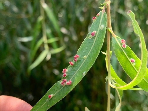 Aculops taiwanensis | Arachnipedia Wiki | Fandom