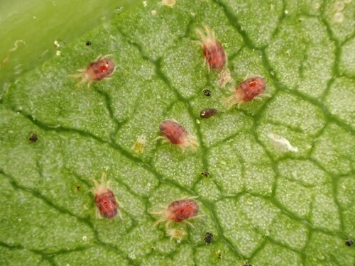 Tetranychus collyerae | Arachnipedia Wiki | Fandom