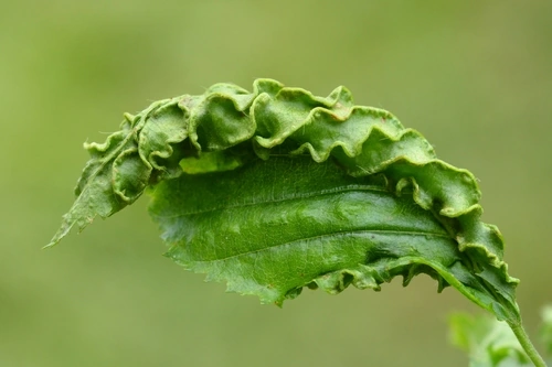 Aculops macrotrichus | Arachnipedia Wiki | Fandom