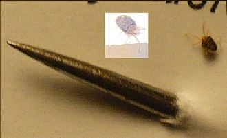 Clover Mite (Bryobia praetiosa) | Arachnipedia Wiki | Fandom