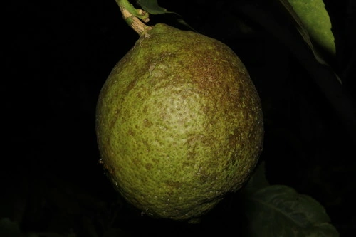 Aculops pelekassi | Arachnipedia Wiki | Fandom